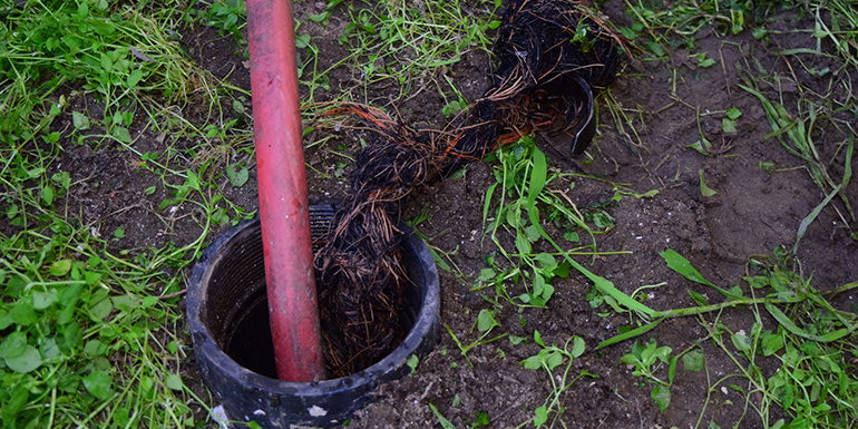 Tree Roots Can Damage Your Pipes | Mr.Rooter Plumbing